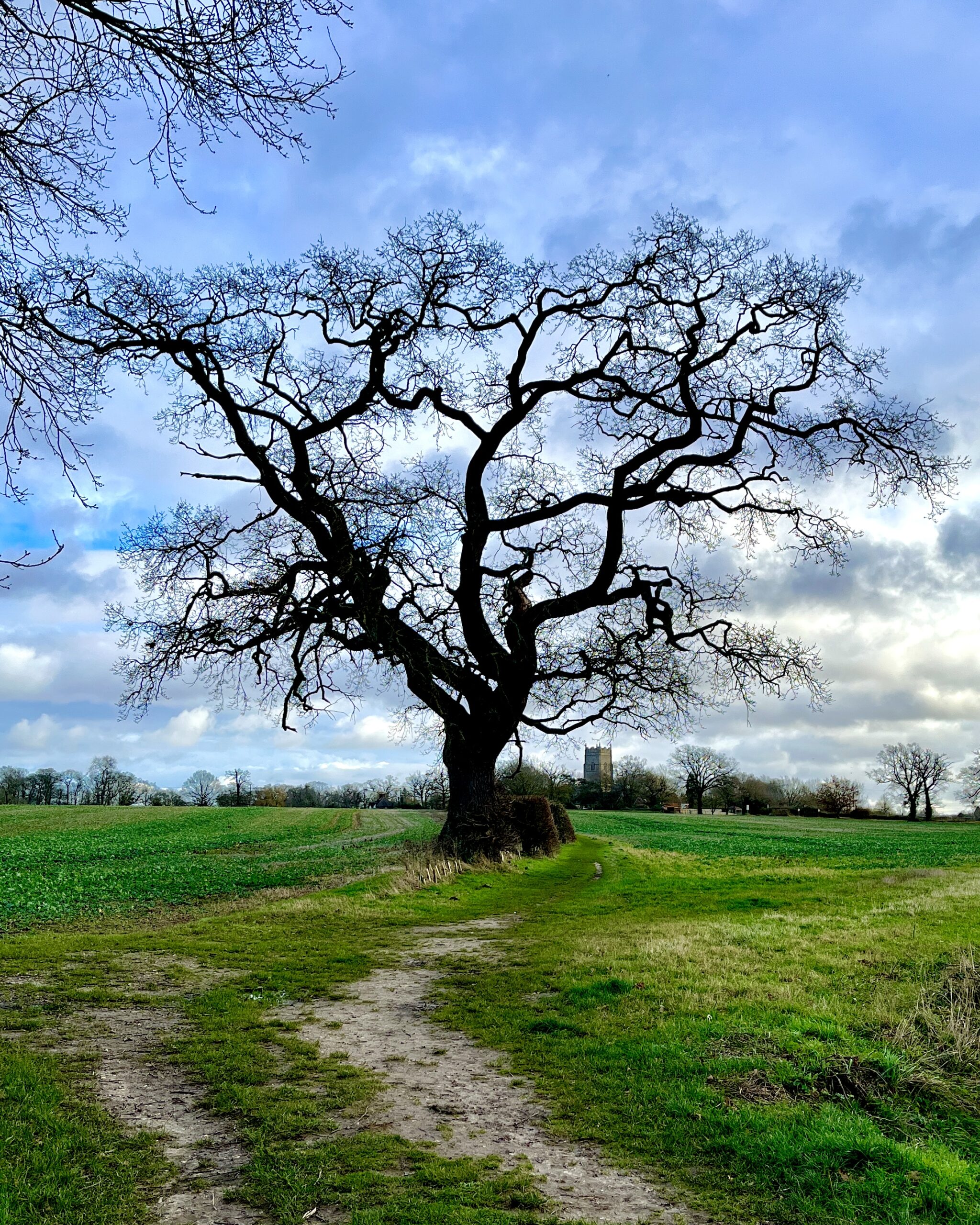 Downs Wood Walk and Footpath - Rougham Estate