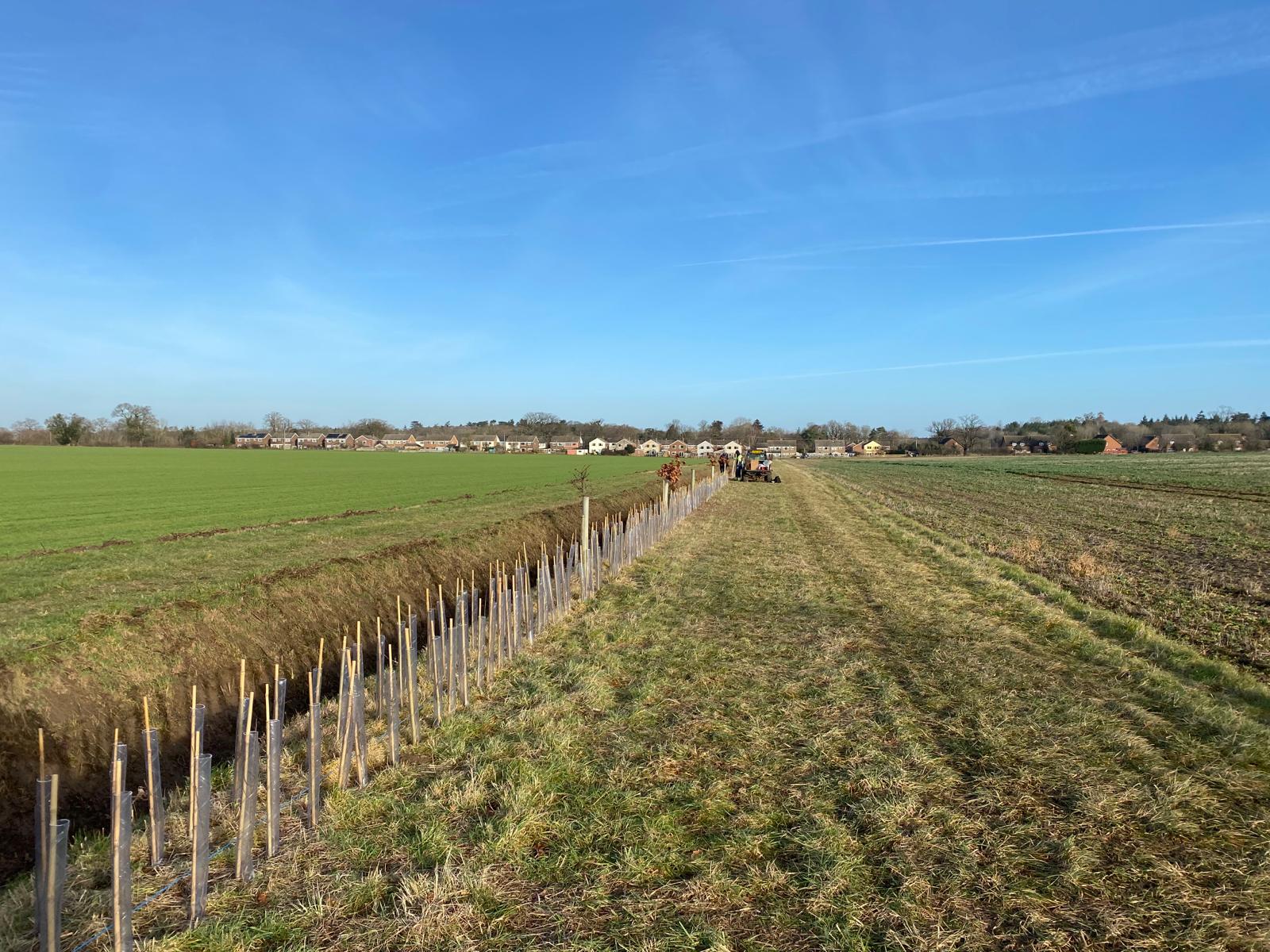 New Hedgerows - Rougham Estate