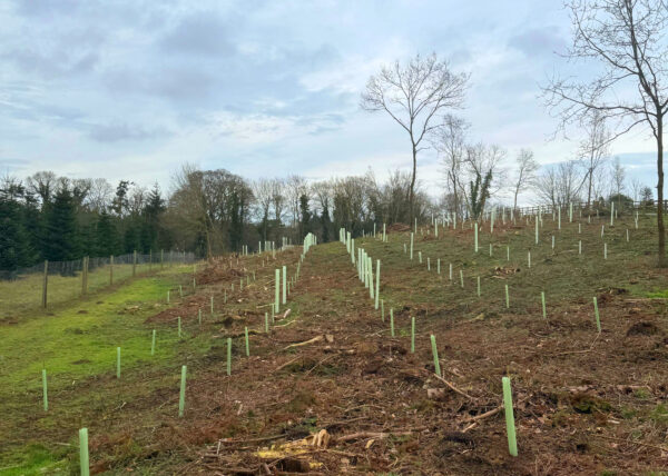 Replanting the Bridge Embankment - Rougham Estate