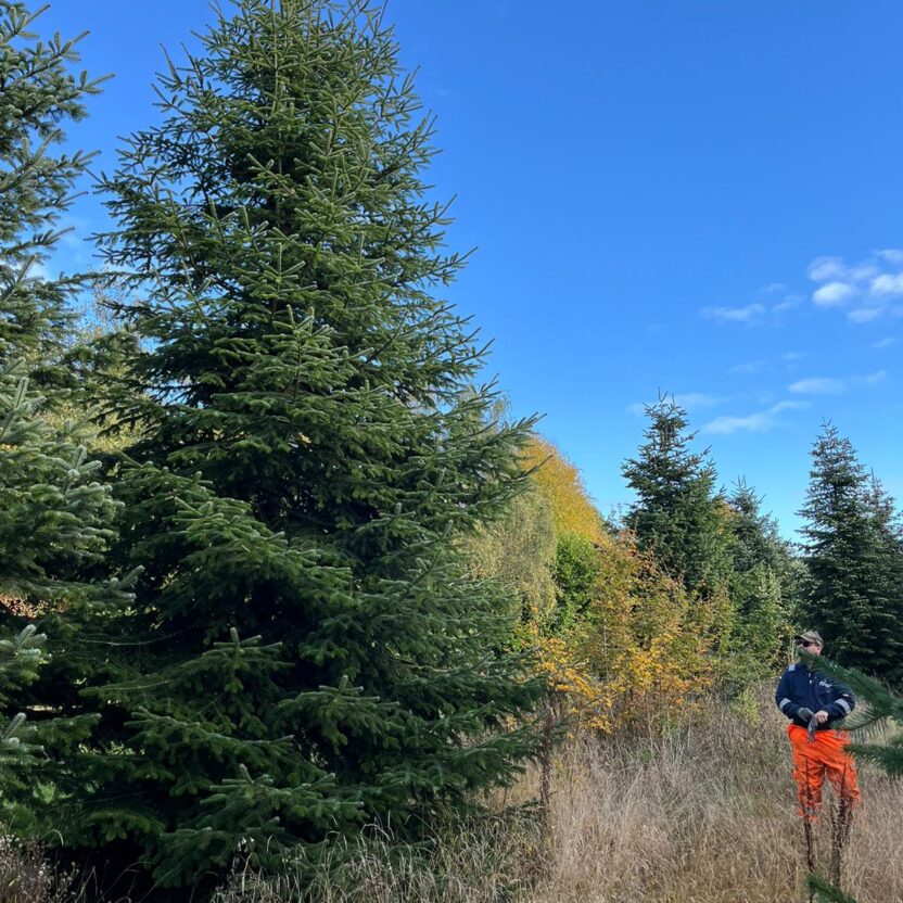 Christmas Tree Plantations - Rougham Estate