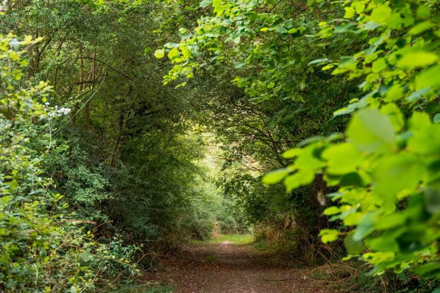 Downs Wood Walk - Rougham Estate