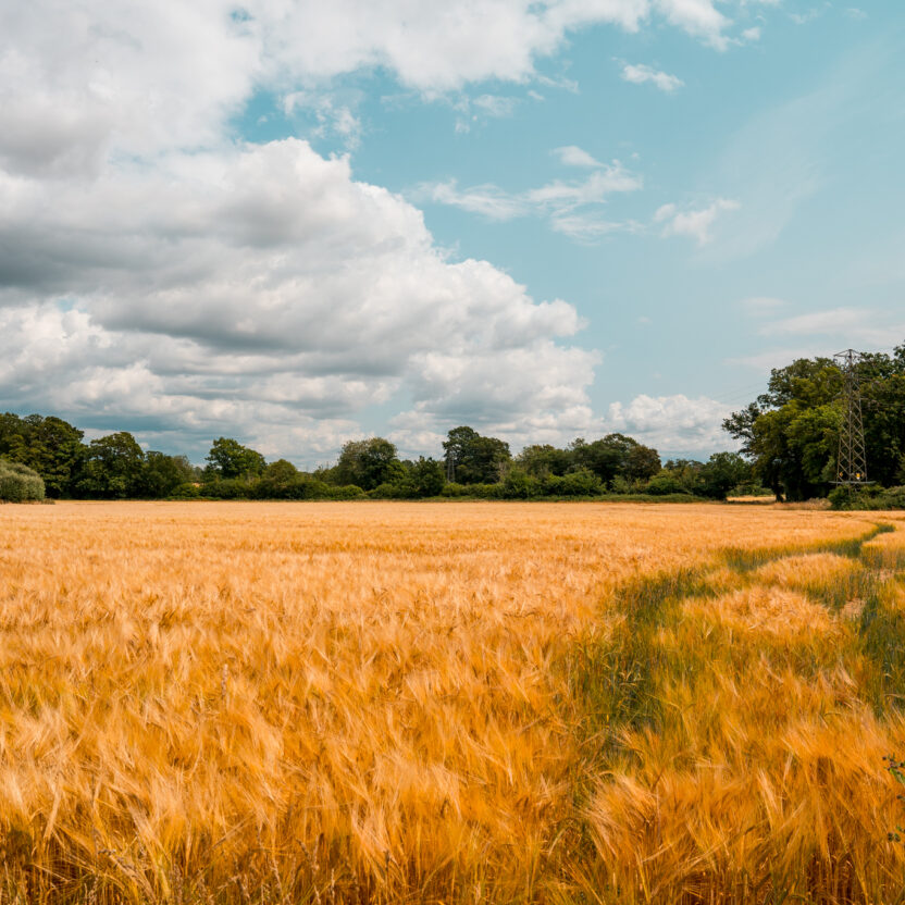 Visit Rougham Estate near Bury St Edmunds in Suffolk