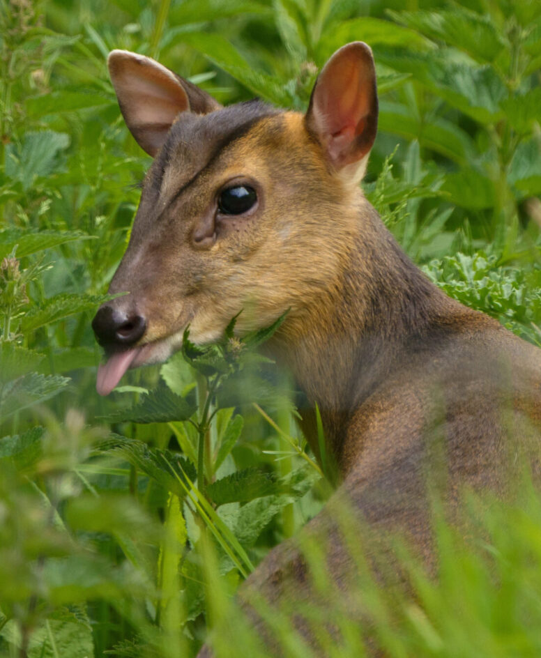 Rougham Estate Deer Management: Balance and Conservation