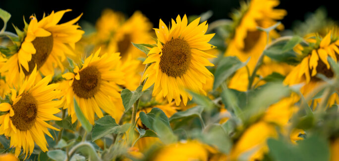 Rougham Hall: a Grade II listed ruin on Rougham Estate