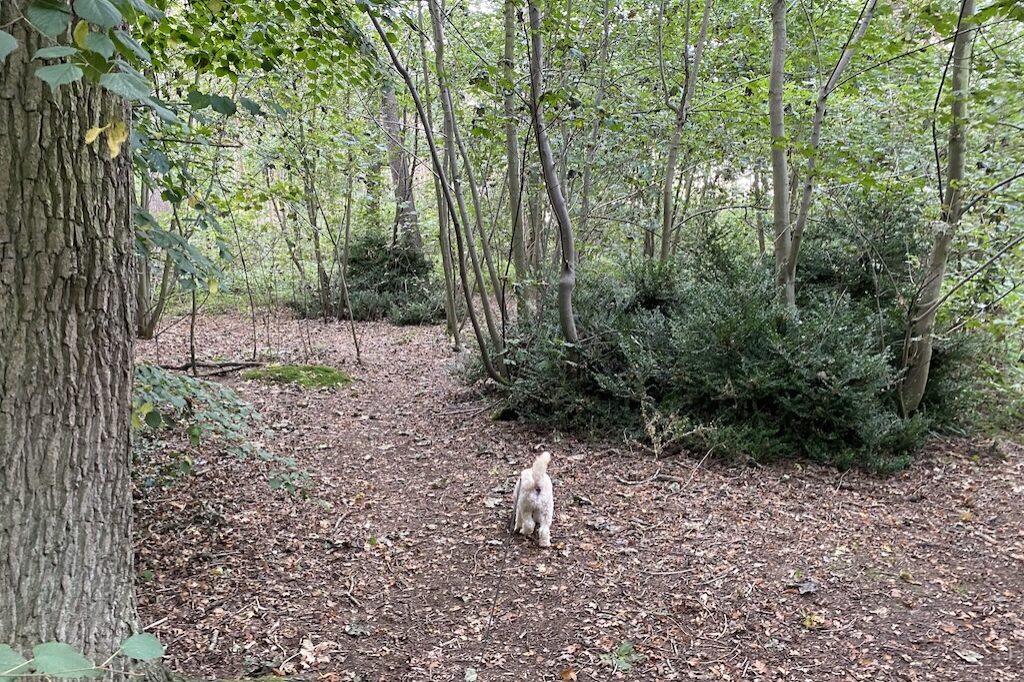 Downs Wood Walk and Footpath - Rougham Estate