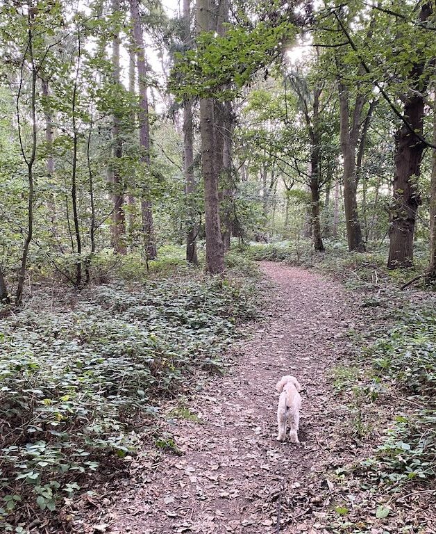 Downs Wood Walk - Rougham Estate