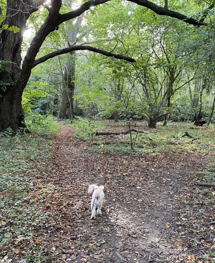Meadows Walk near Lake Farm - Rougham Estate