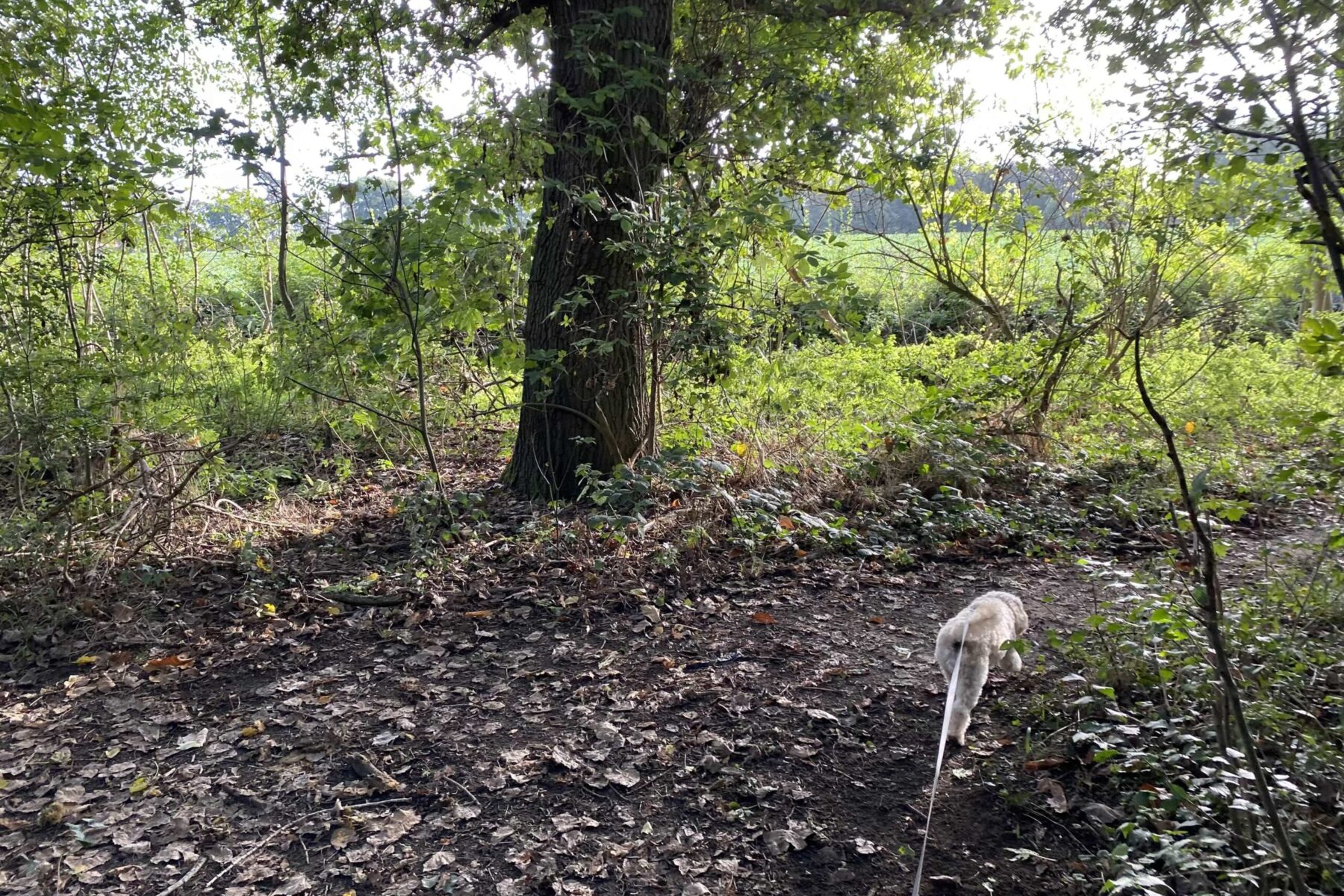 Meadows Walk near Lake Farm - Rougham Estate