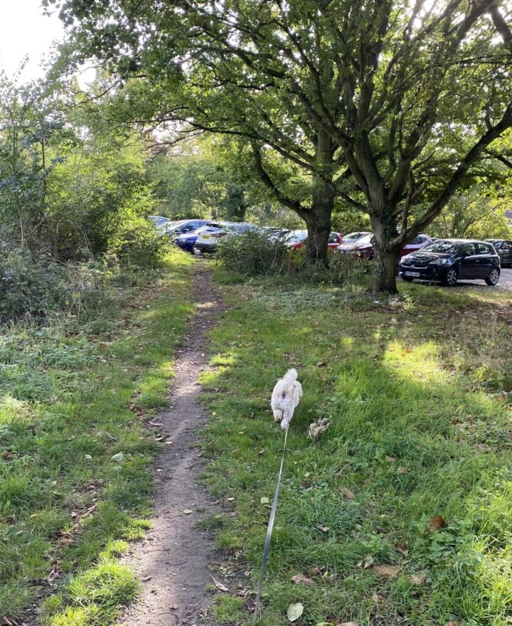 Meadows Walk near Lake Farm - Rougham Estate