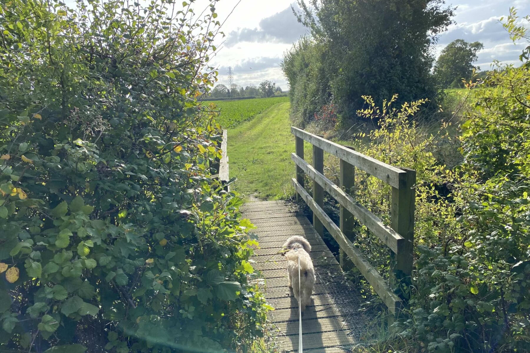 Meadows Walk near Lake Farm - Rougham Estate