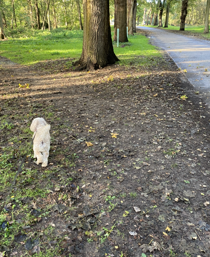 Hare Farm Walk - Rougham Estate