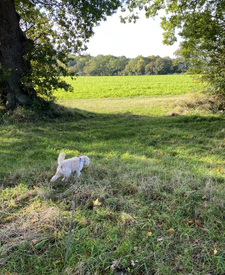 Hare Farm Walk - Rougham Estate