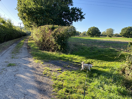 Roman Rougham Walk - Rougham Estate